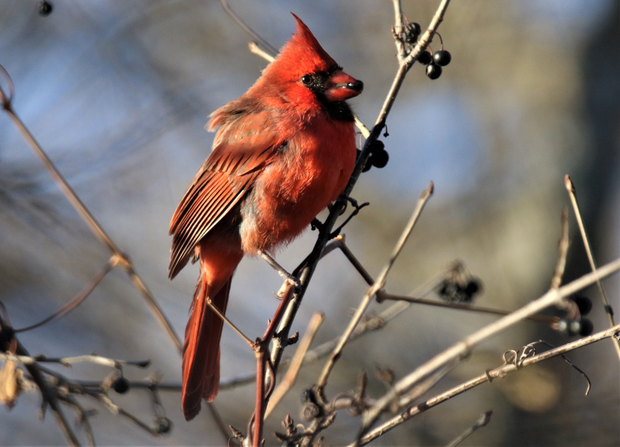 15 Best & Fun Things to Do in Albert Lea, MN – Touristchief