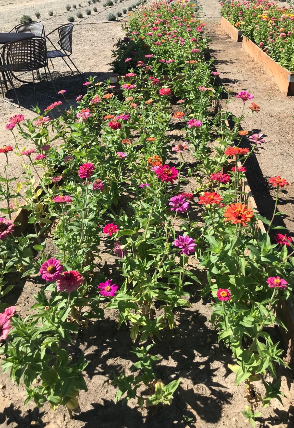 20 Best & Fun Things to Do in Turlock, CA – Touristchief