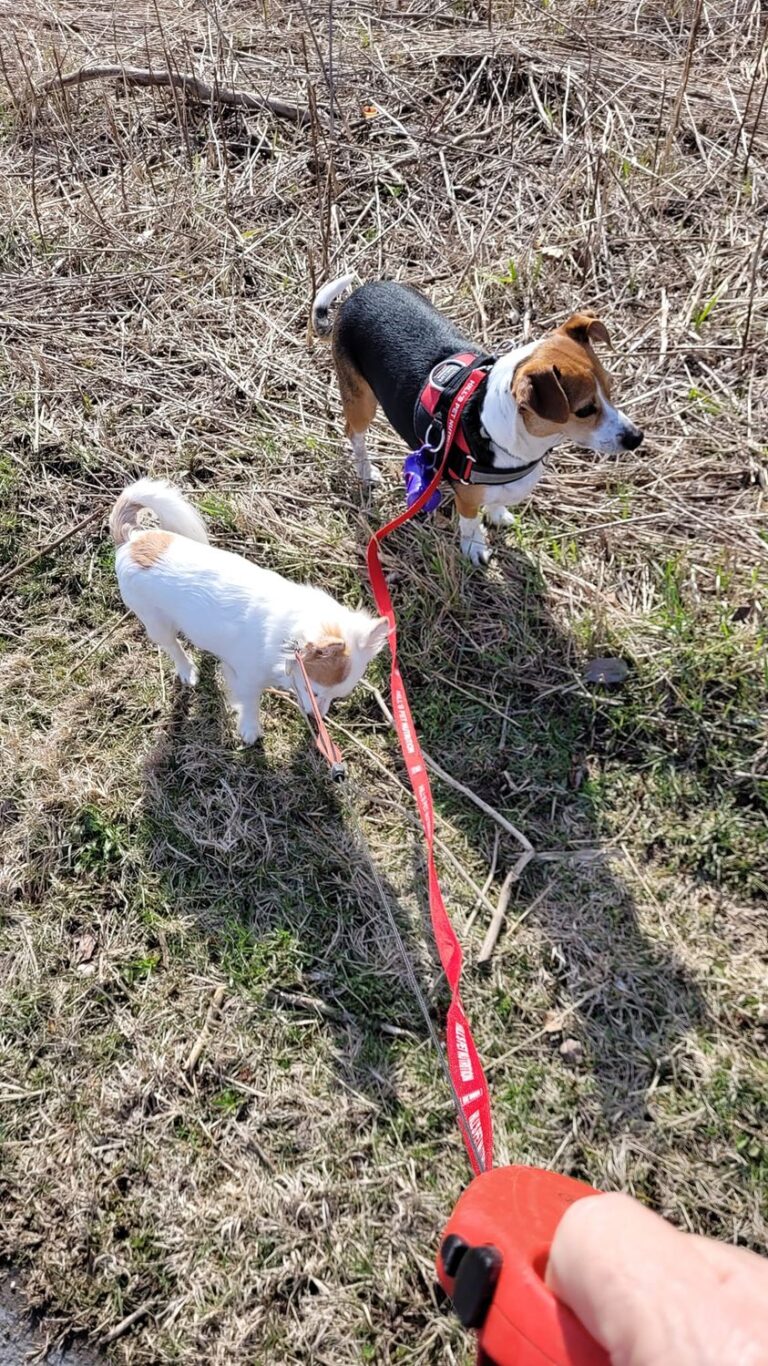 22 Best & Fun Things to Do in Bolingbrook, IL – Touristchief