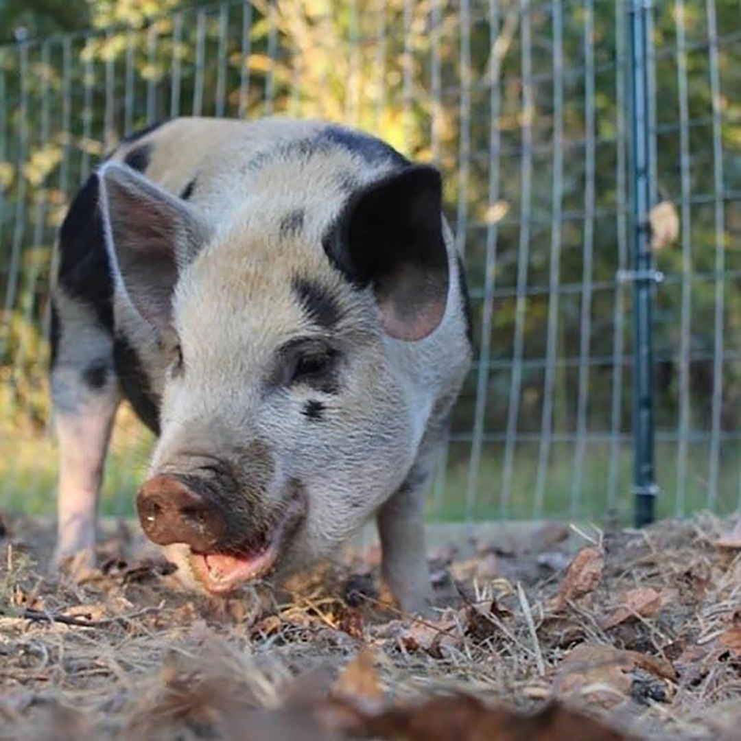 22 Best & Fun Things to Do in Chickasha, OK – Touristchief